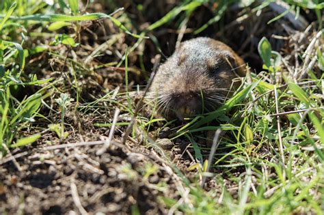 The Benefits Of Hiring Professional Removal Of Gopher And Other The Benefits Of Hiring Professional Removal Of Gopher And Other