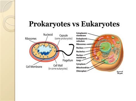 Chapter 3biology Classificationpptx Bio Pptx Chapter 3biology Classificationpptx Bio Pptx