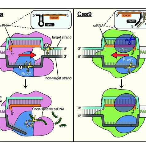 Cas A Forms A Gap In The Non Target Strand And Cleaves The Target Download Scientific Diagram