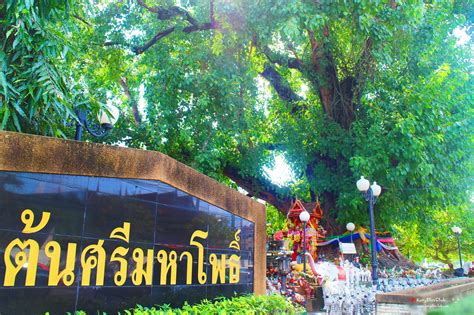 ต้นศรีมหาโพธิ์ต้นไม้แห่งประวัติศา กิน เที่ยว นอน อุดรธานี Facebook
