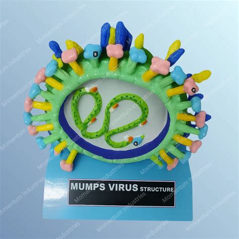 Fiber Mumps Virus Model At ₹ 4600piece In Ambala Id 2857561526197