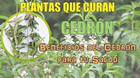 CedrÓn ¿qué Es Origen Taxonomía Descripción Y Mucho Más