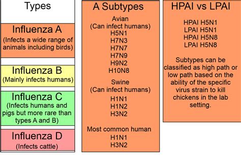 Bird Flu Outbreaks In Mammals