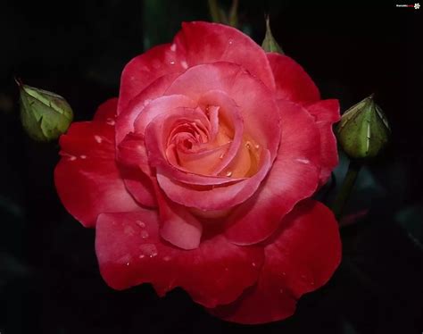 Kwiat, Pąki, Róży - Zdjęcia