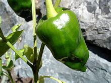 Poblano Wikipedia