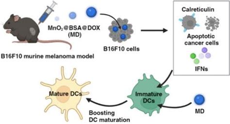 用于癌症治疗的 Ph 值和氧化还原双响应纳米颗粒，具有增强的树突状细胞成熟度acs Applied Materials And Interfaces X Mol