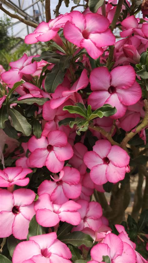 רינה מור ‎רינה מור‎ Added A New Photo