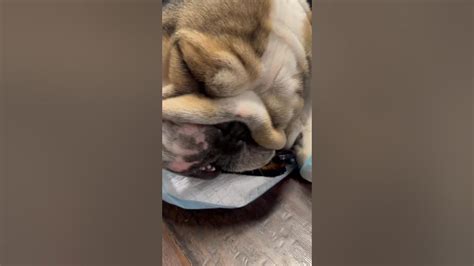 Gooby Loves It 🥩 Dog Youtube