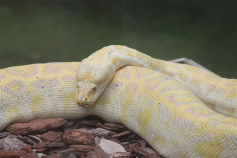 Florida Burmese Python News Eradicating Invasive Species