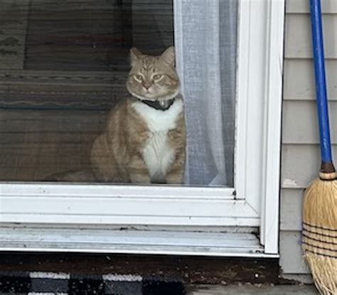 How To Stop Saying Stupid Things Starring Jack The Cat Laura Eiman