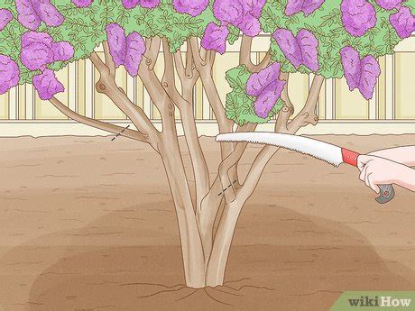How To Prune A Crepe Myrtle Where And When To Cut