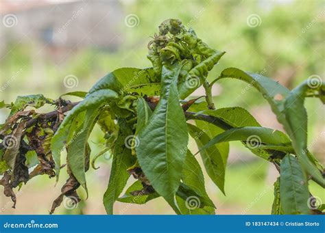 Peach Tree Completely Infested With Aphids Aphid Attacks Can Lead To