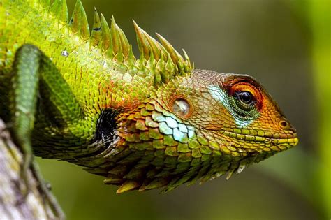 Agame Von Stefan Nagy Reptilien Und Amphibien Verrückte Tiere