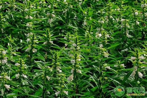 芝麻高产栽培技术要点讲解 农技学堂 惠农网