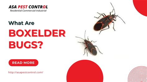 How To Get Rid Of Boxelder Bugs In House Simple Guide 2025 Asa
