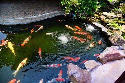 표면 물에 다채로운 멋진 잉어 물고기 연못 정원에서 수영 아름다운 물고기 잉어 는 먹이 음식을 떠 즐길 수 금붕어에 대한 스톡