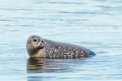 Harbor Seal｜what To See And Do｜hokkaido Love Hokkaido Official Tourism Site