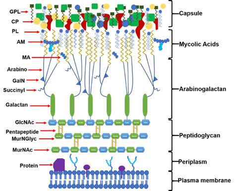 Compare The Cell Wall Structure Of Bacillus Subtilis With That Of Mycobacterium Smegmatis At