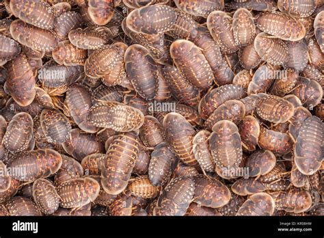 Thousands Of Orange Spotted Cockroach Blaptica Dubia Nymphs This