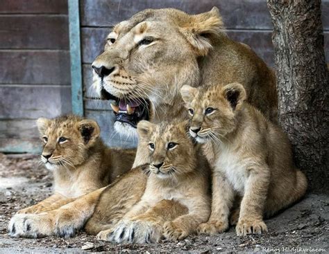 Pin On Leones Wild Cat Breeds Lion Pictures Big Cats Art