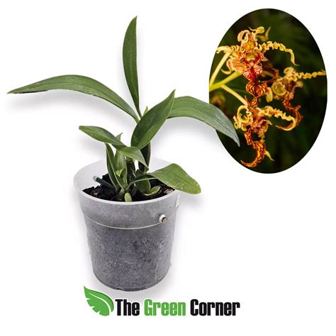 Dendrobium Spectabile