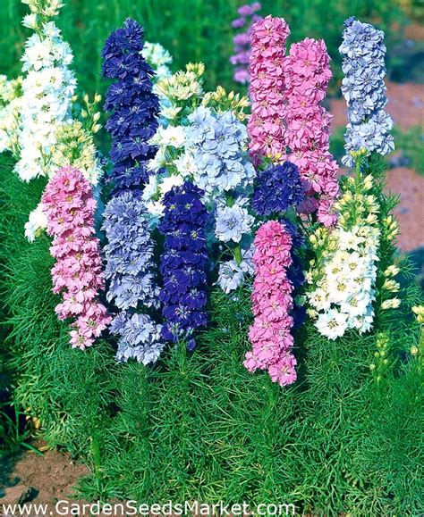 Dwarf Delphinium Mixed Colours Seeds Delphinium Elatum Garden Seeds