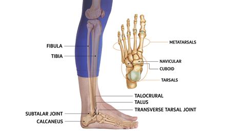 Get To Know The Ankle Joint