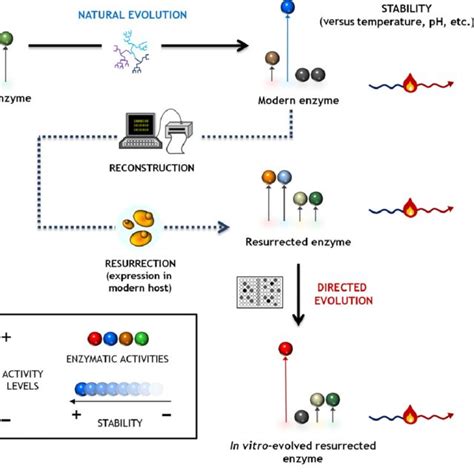 Directed Evolution Of Ancestral Enzymes From A Modern Enzyme Scaffold
