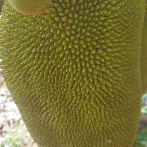 Jackfruitround Kaggle