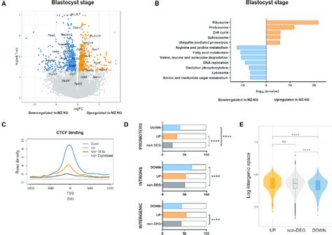 Ctcf Absence Causes Transcriptional Deregulation At The Blastocyst