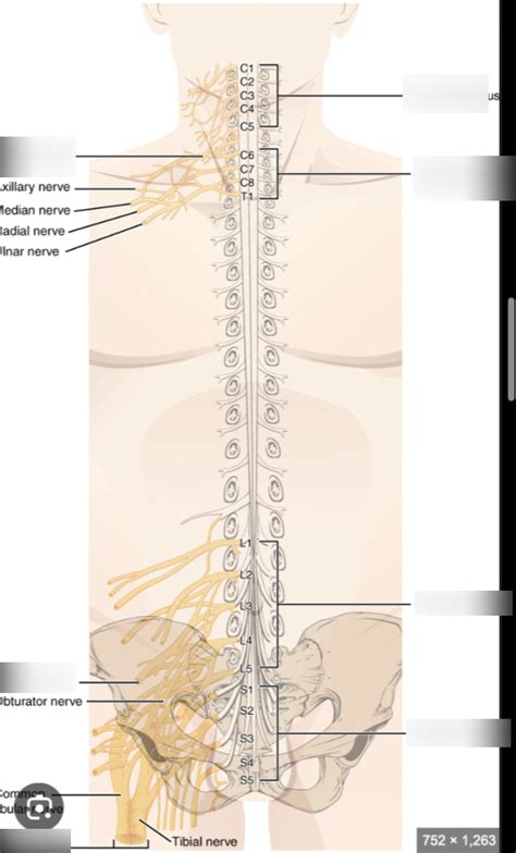 Nerve Plexus Diagram Quizlet