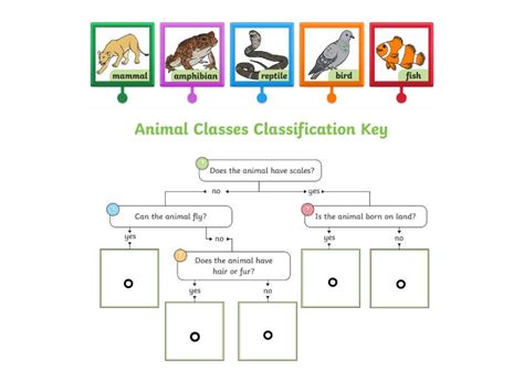 Classification Key Labelled Diagram