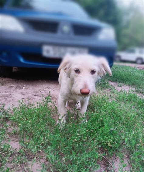 На Московском появилась собачка девочка небольшого размера Вся измученная похоже в стрессе