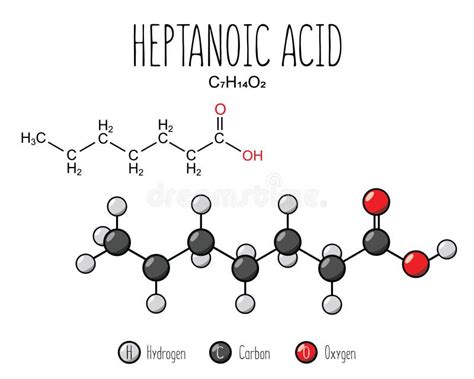 Skeletal Representation Stock Illustrations 255 Skeletal Representation Stock Illustrations