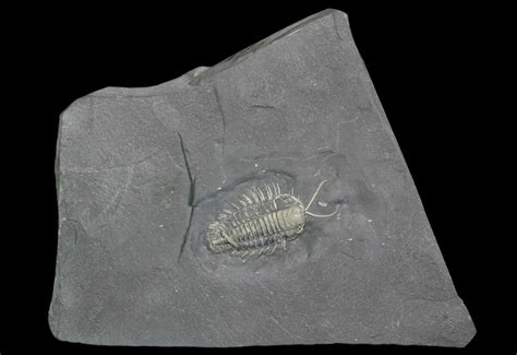 Pyritized Triarthrus Trilobite With Appendages New York 92487 For Sale Pyritized Triarthrus Trilobite With Appendages New York 92487 For Sale