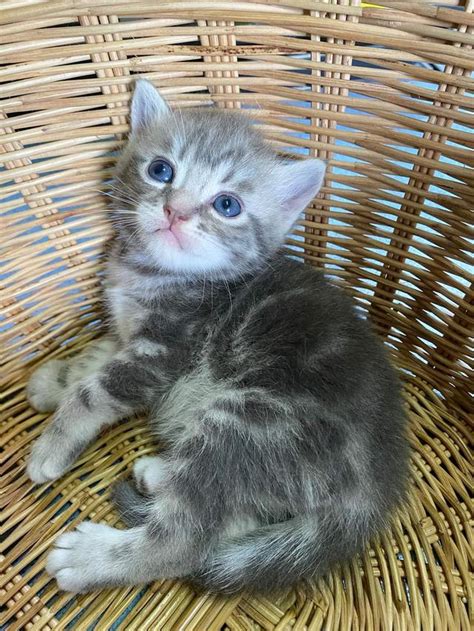 ขายแมวอเมริกันชอร์ตแฮร์น่ารักมาก Ennxo