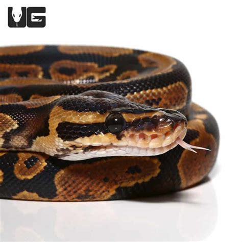 Gravel Ball Python For Sale Underground Reptiles