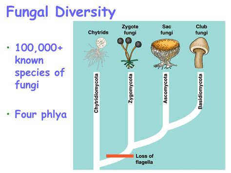 Ppt Kingdom Fungi Powerpoint Presentation Free Download Id497442