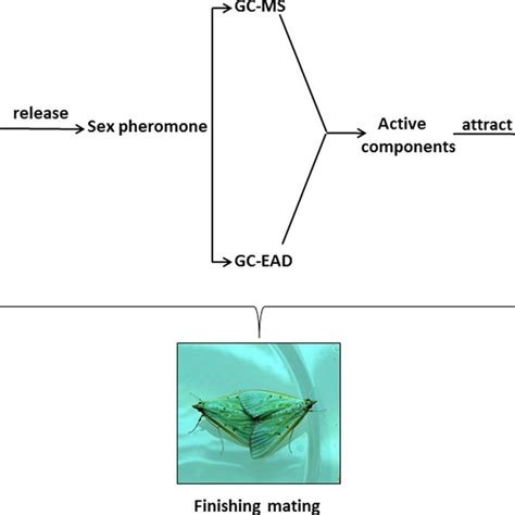 Calling Diaphania Glauculalis Female Adults Attract Males By Emitting A Download Scientific