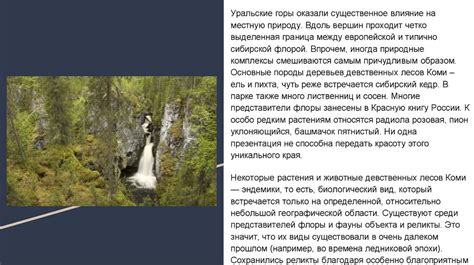 Девственные леса Коми презентация онлайн