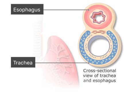 Tracheal Cartilage Diagram