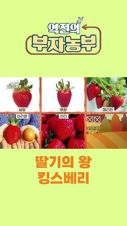 역전의부자농부 229회 딸기의 왕 맛있는 킹스베리 Youtube