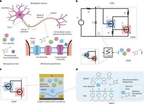 An Organic Artificial Spiking Neuron For In Situ Neuromorphic Sensing