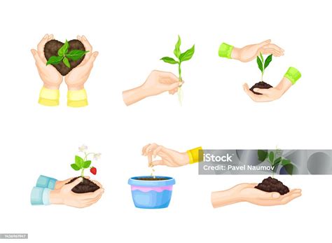 손으로 심고 어린 묘목을 재배하거나 토양 벡터 세트에서 자라는 묘목 심기에 대한 스톡 벡터 아트 및 기타 이미지 심기 뿌리 손 Istock