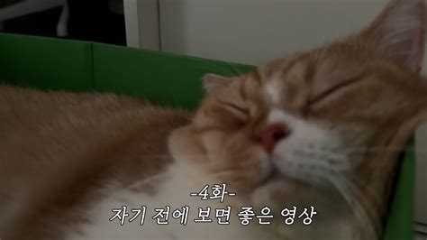 고양이와 사는 잔잔한 일상 Youtube