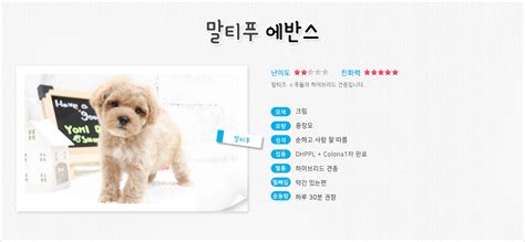 말티푸 에반스 수원강아지분양크림말티푸분양크림말티푸