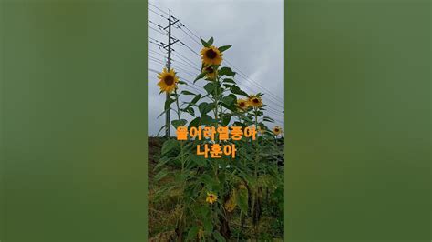 울어라열풍아 가황나훈아 키큰해바라기 비오는날 우뚝 서있는 해바라기 Youtube