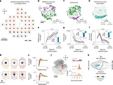 Retina Wide Receptive Field Architecture A Average Spatial Rfs Of All
