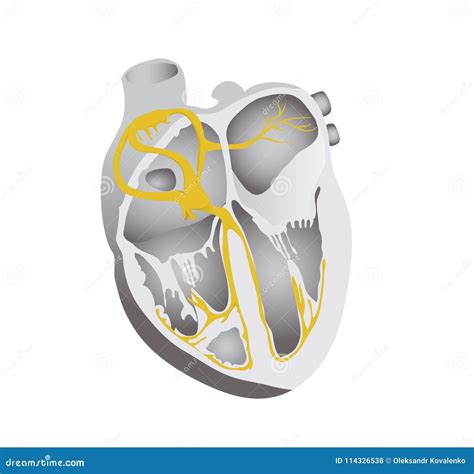Heart Conduction System Human Heart Detailed Illustration Stock Vector
