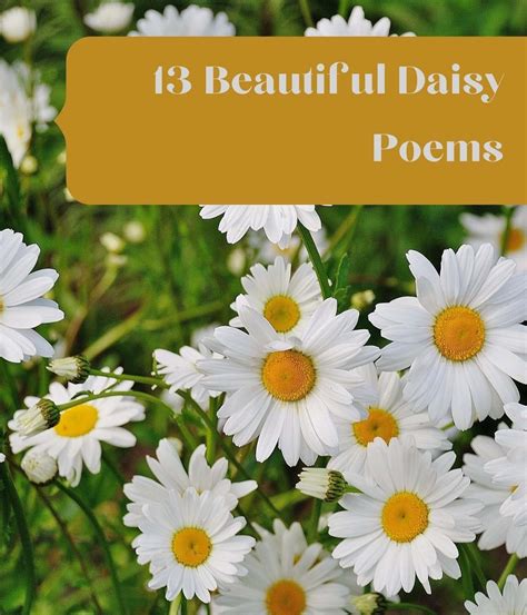 Beautiful Daisy Poems Aestheticpoems